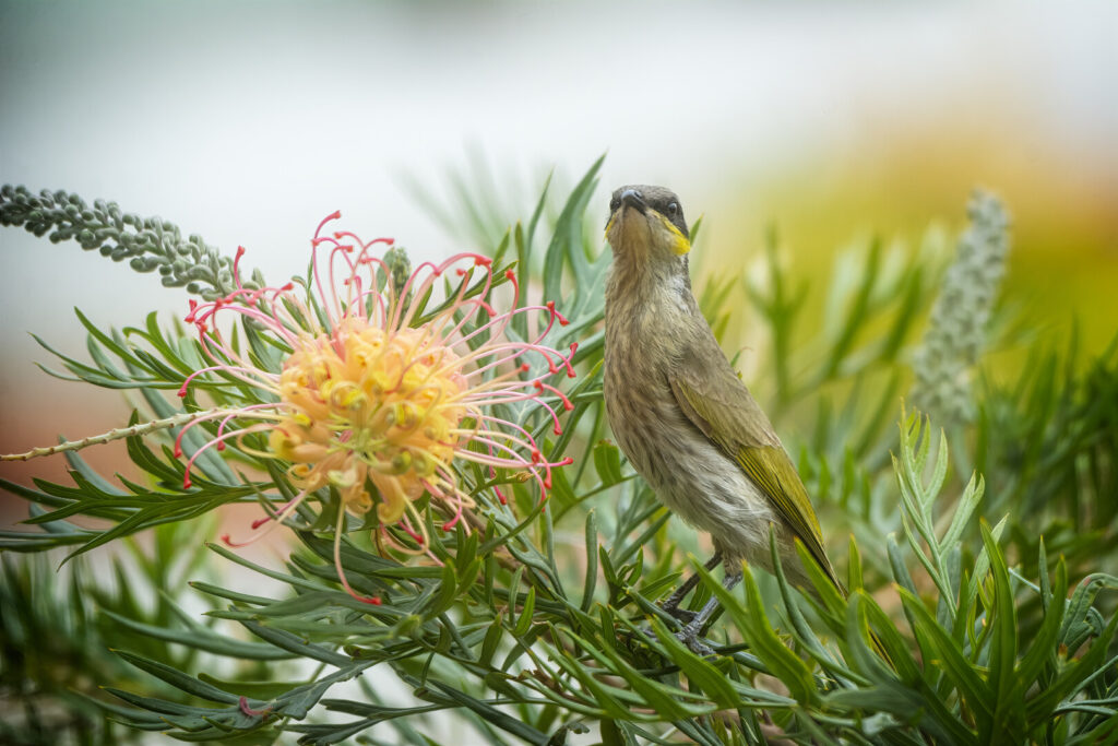 2024: Issue one - The Dulwich Centre